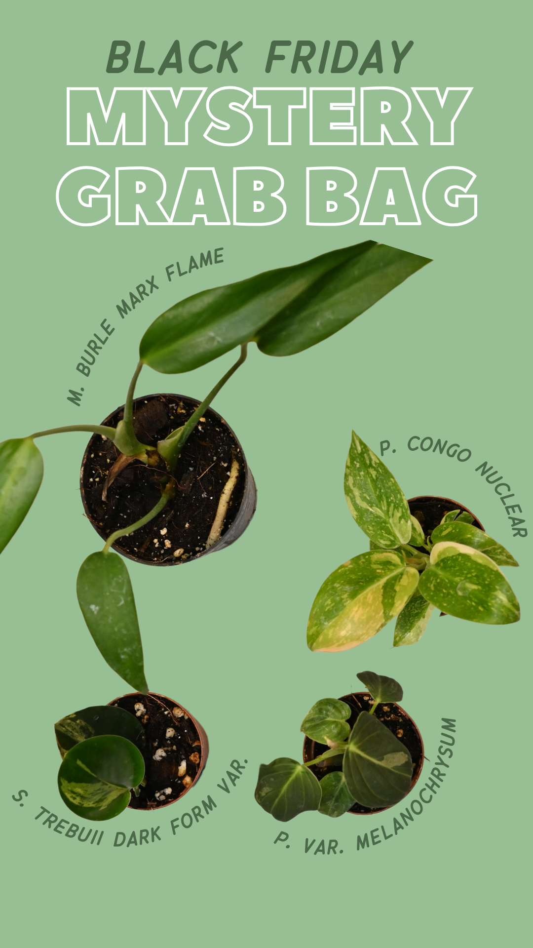 BFCM24 Grab Bag Plants – Lost in the Forrest