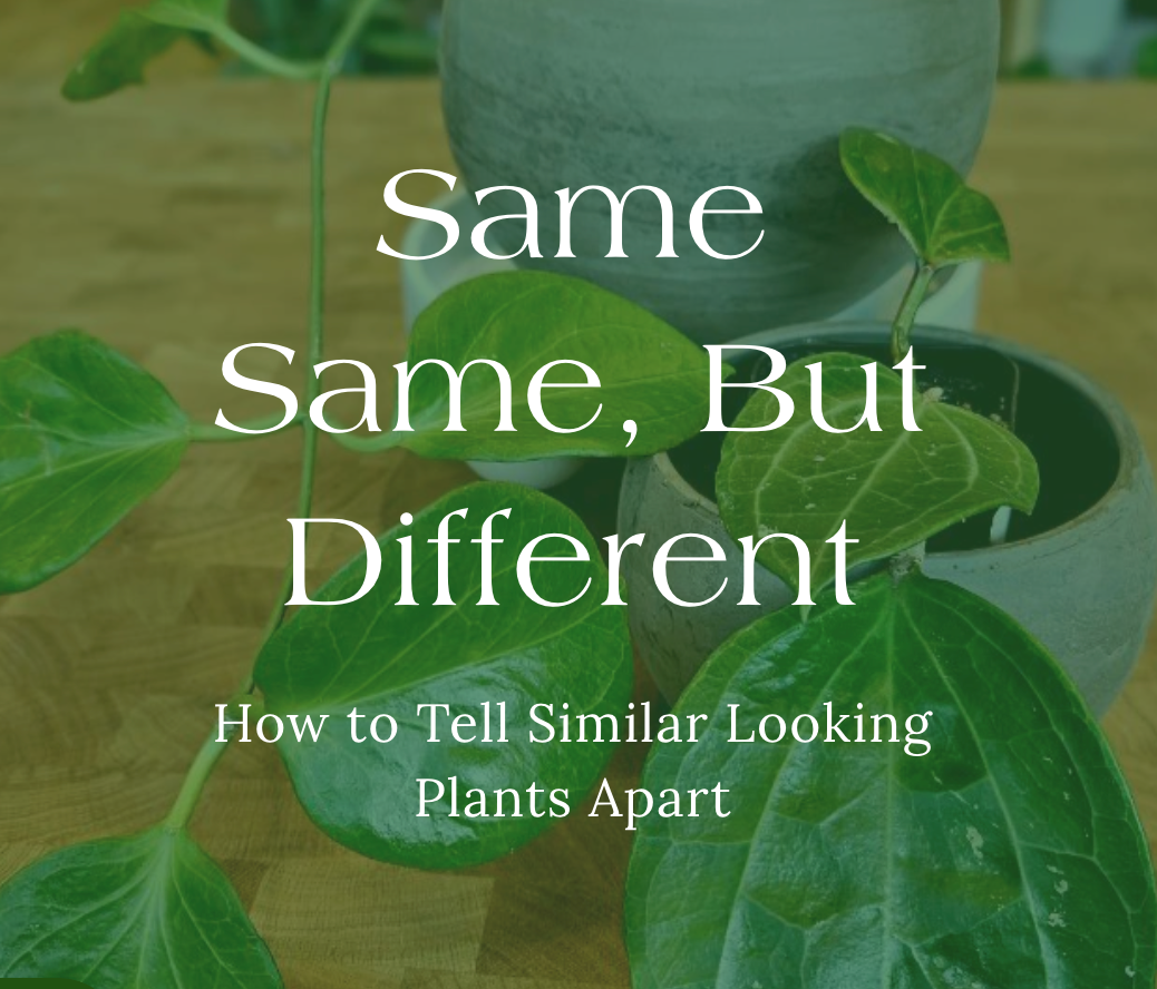 Same Same, But Different: How to Tell Similar Looking Plants Apart ...