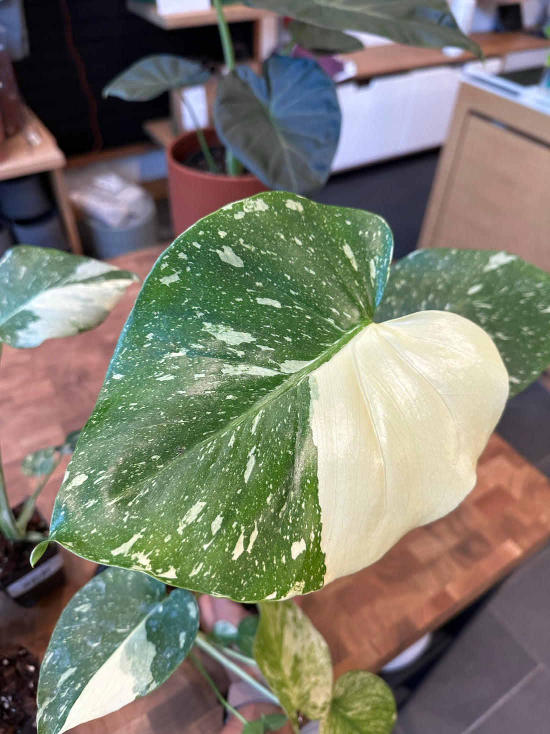 Monstera Madness: How to Sport the Difference in Variegated Monsteras ...