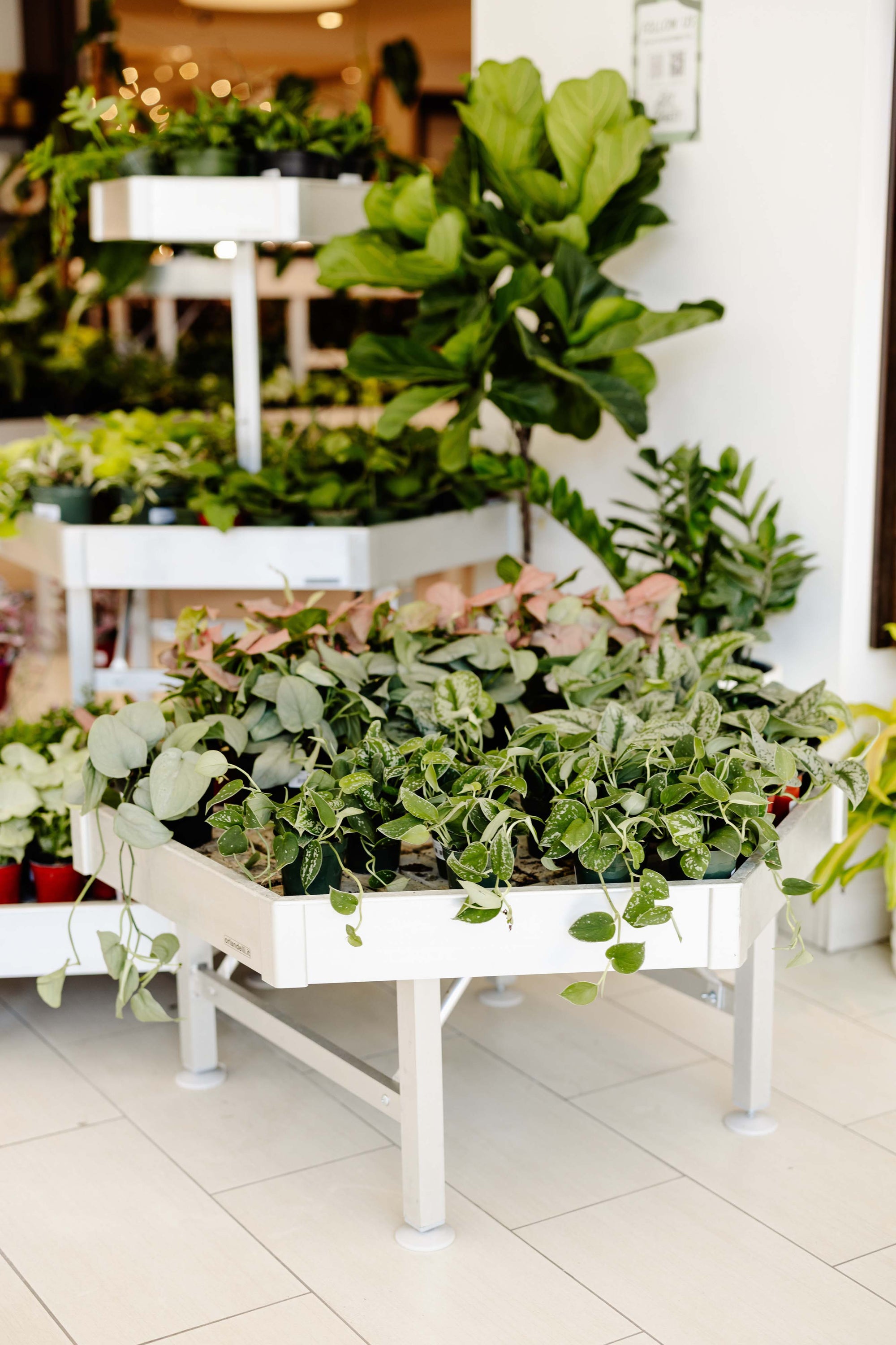 Lost in the Forrest | Minnesota Houseplants and Gifts