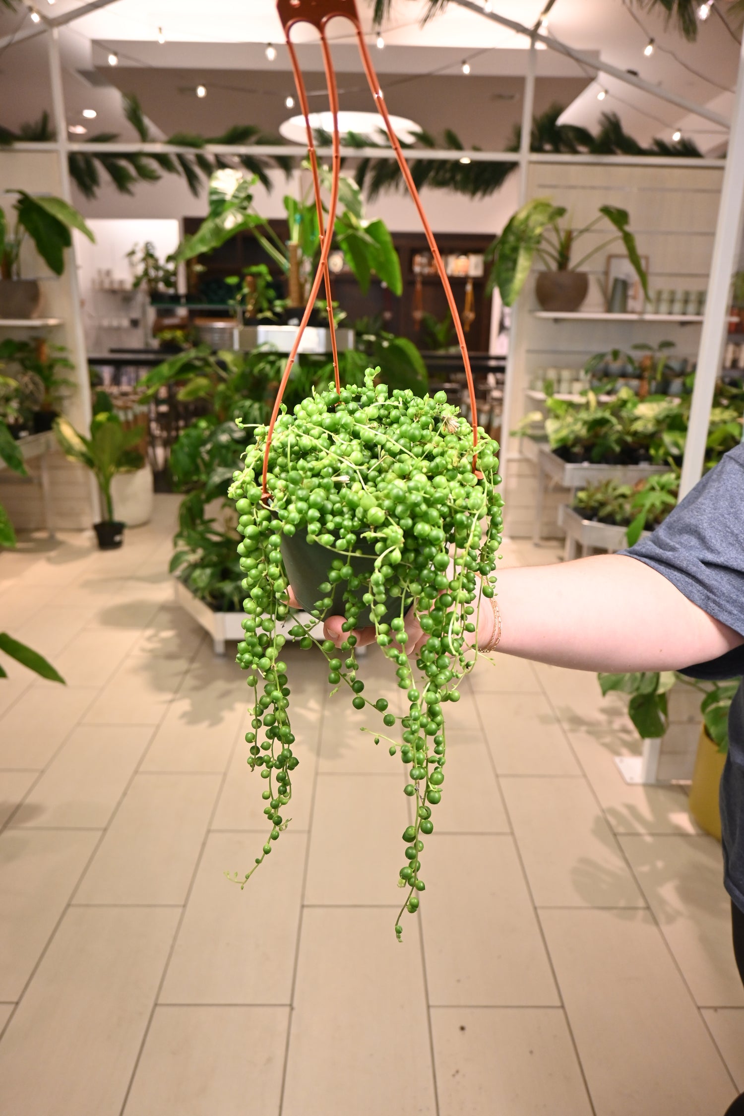 String of Pearls – Lost in the Forrest