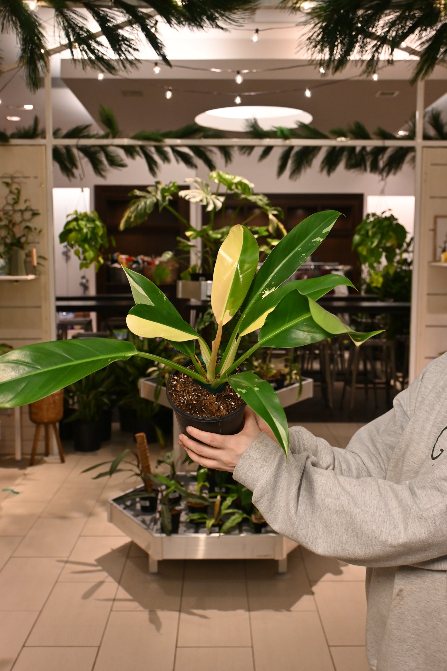 Philodendron Wend Imbe Variegated – Lost in the Forrest