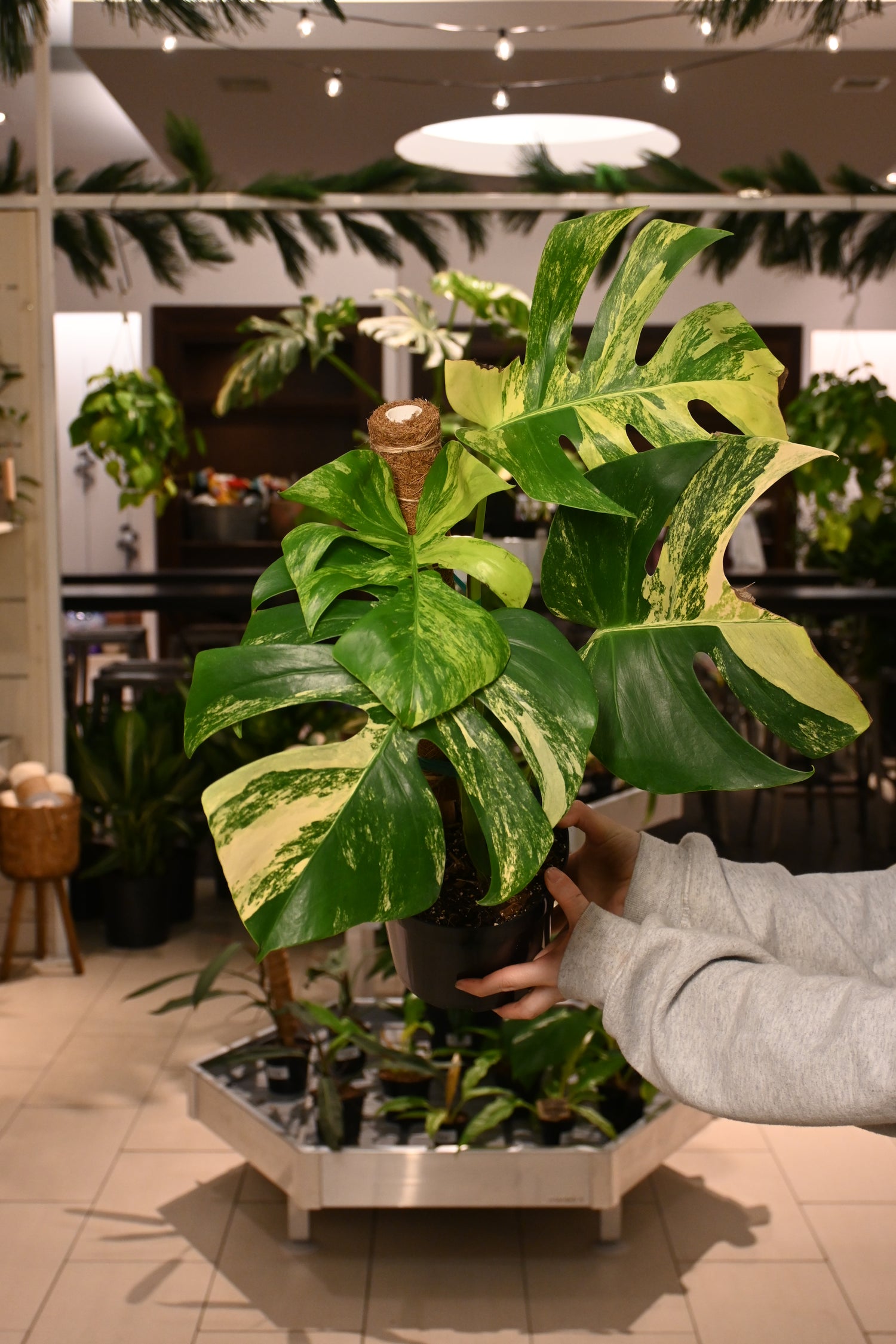 Monstera Aurea – Lost in the Forrest