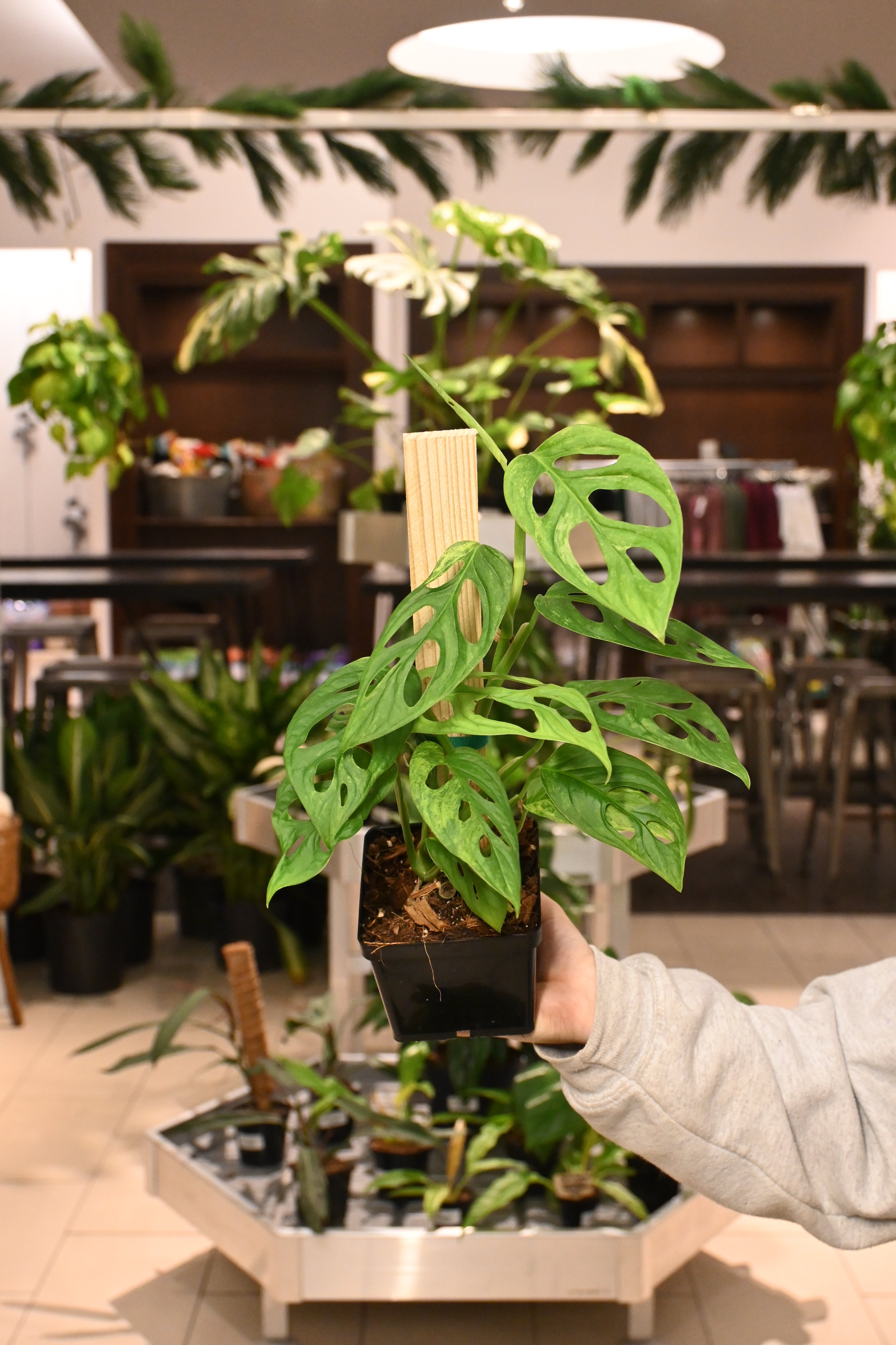 Monstera Adansonii Mint – Lost in the Forrest