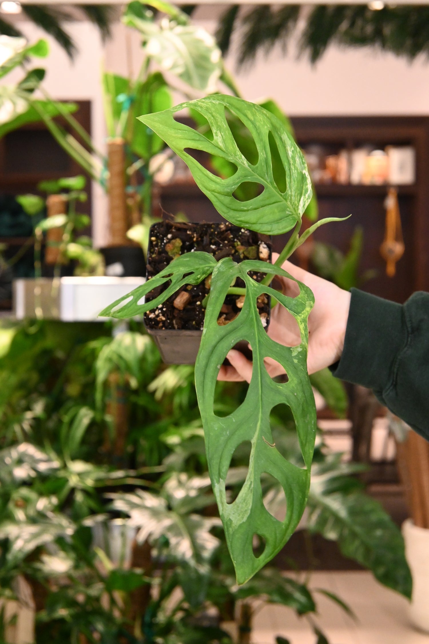 Monstera Adansonii Mint – Lost in the Forrest