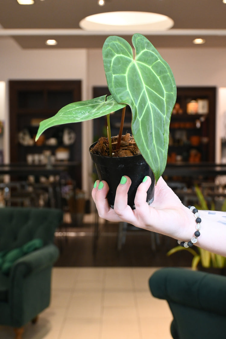 Anthurium 'Sam's Dream' – Lost in the Forrest