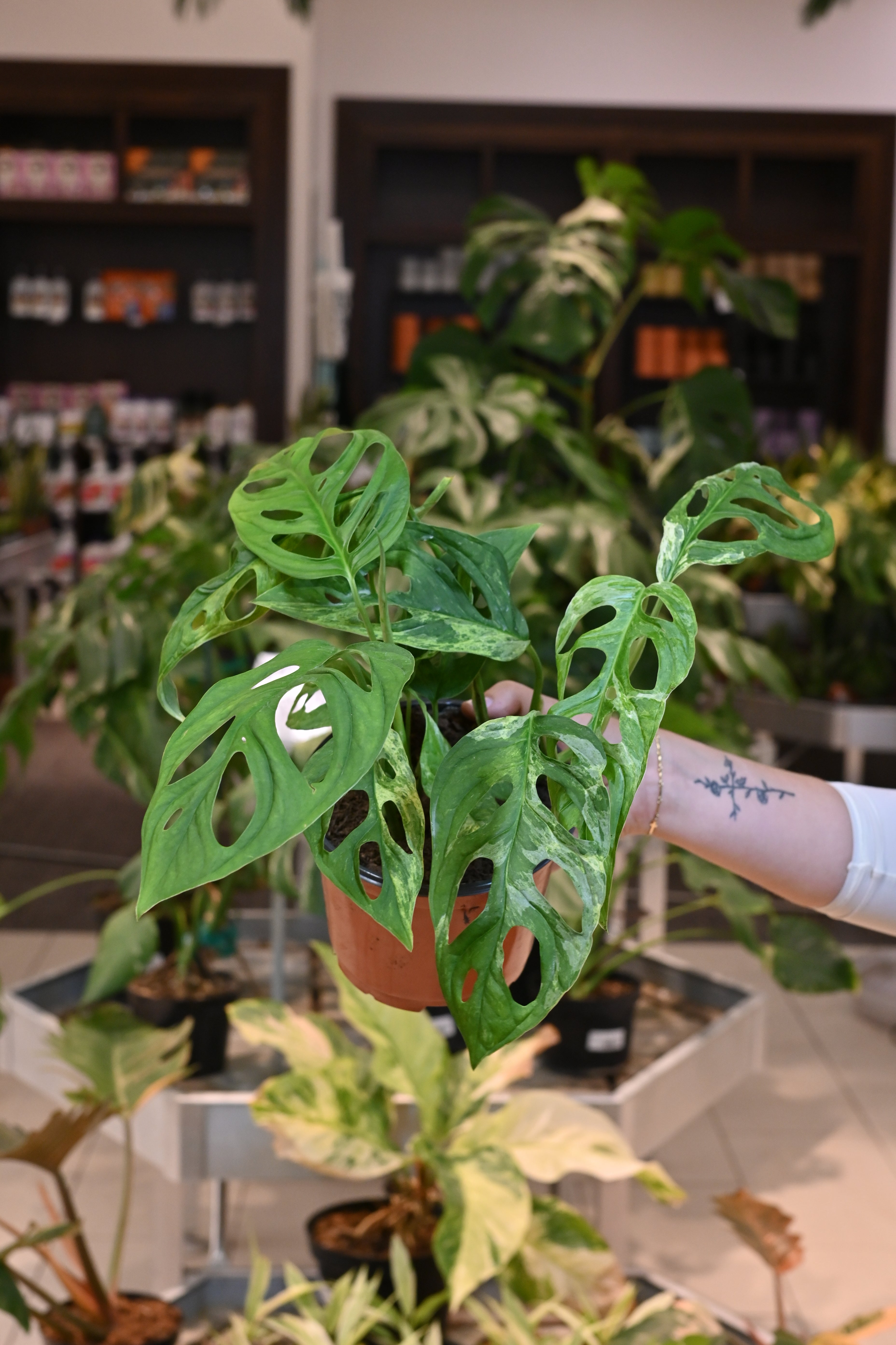 Monstera Adansonii Mint – Lost in the Forrest