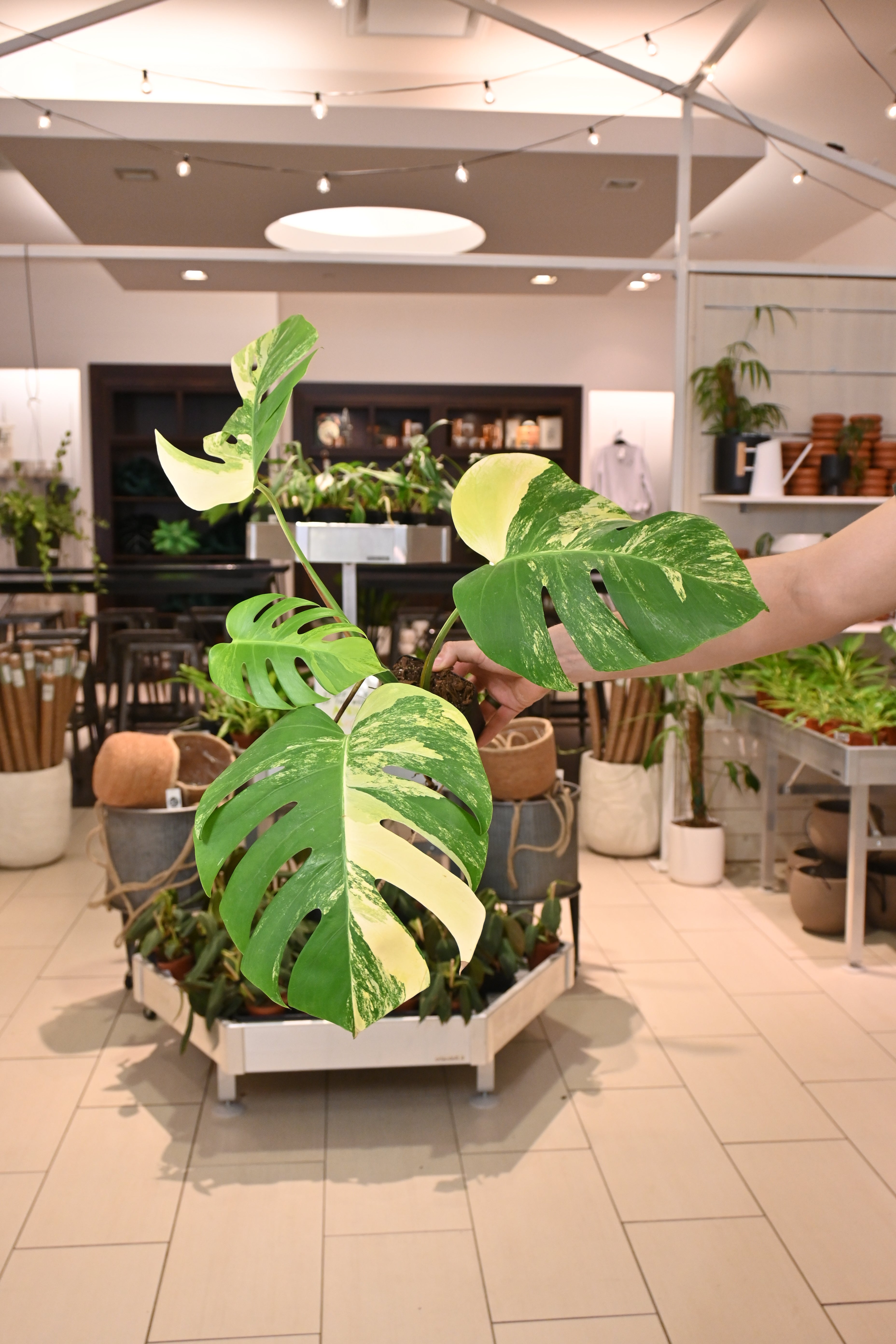 Monstera Aurea – Lost in the Forrest