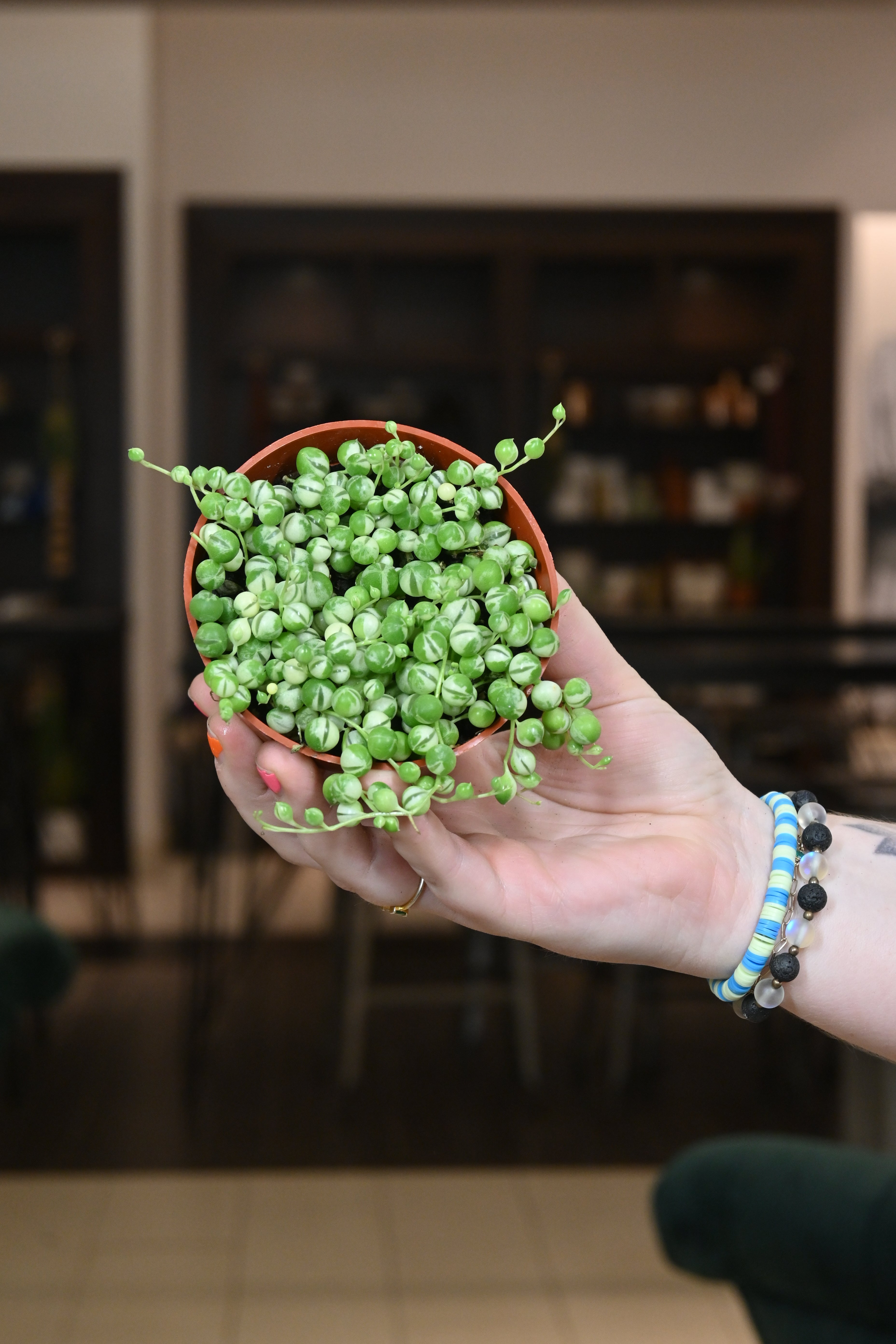 String of Pearls Variegated – Lost in the Forrest