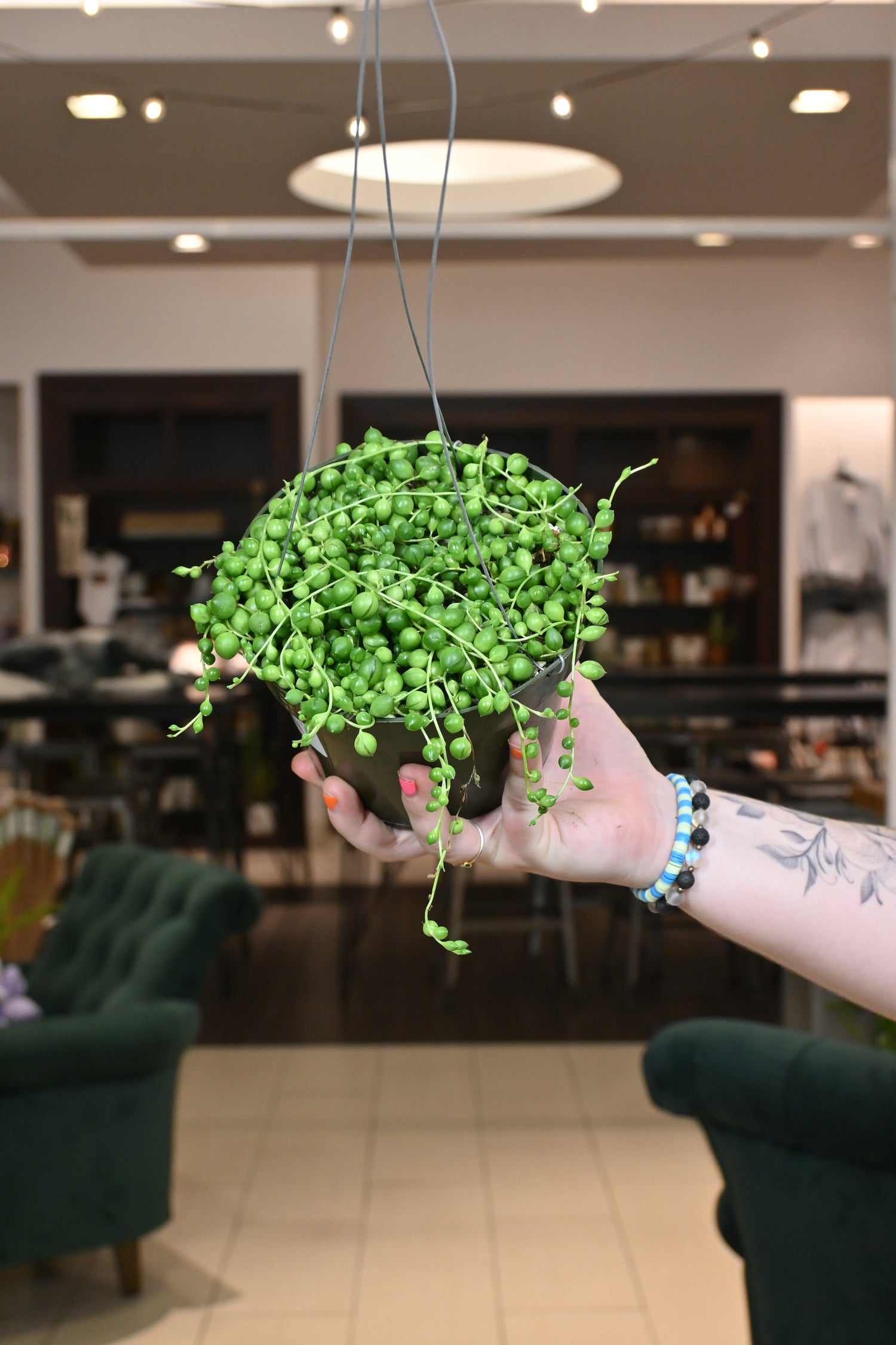 String of Pearls – Lost in the Forrest