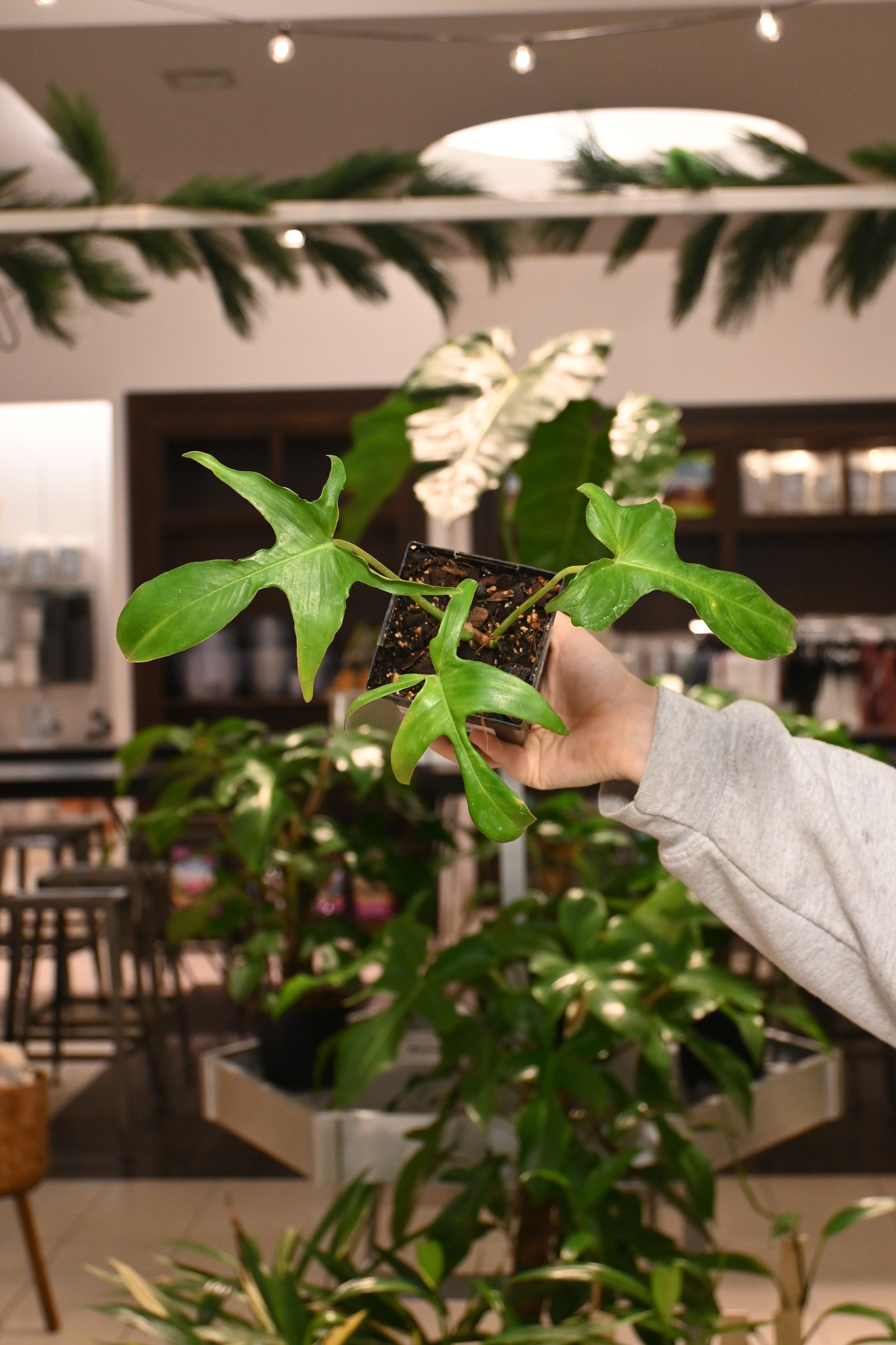 Philodendron Glad Hands – Lost in the Forrest