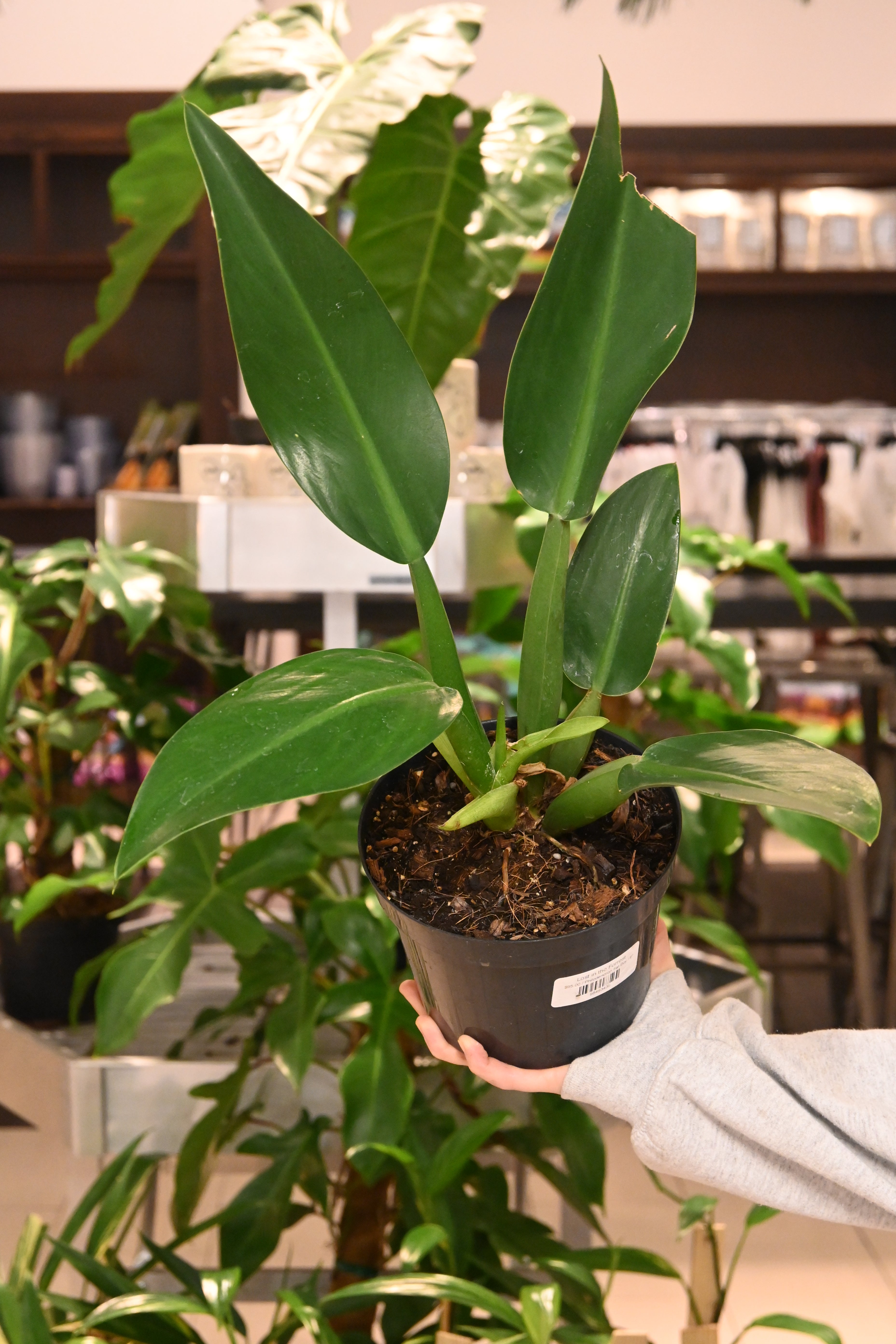 Philodendron Fat Boy – Lost in the Forrest
