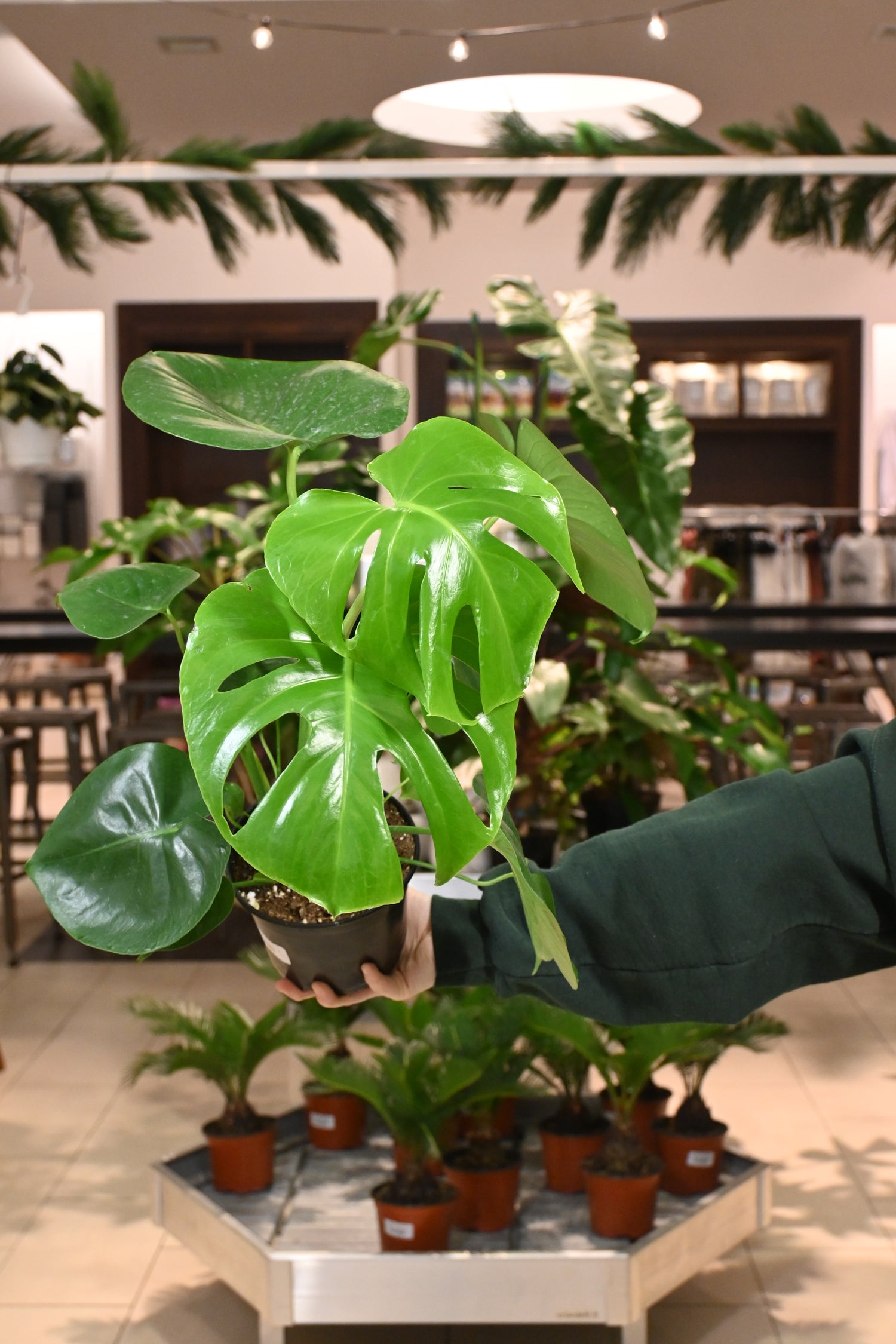 Monstera Deliciosa – Lost in the Forrest