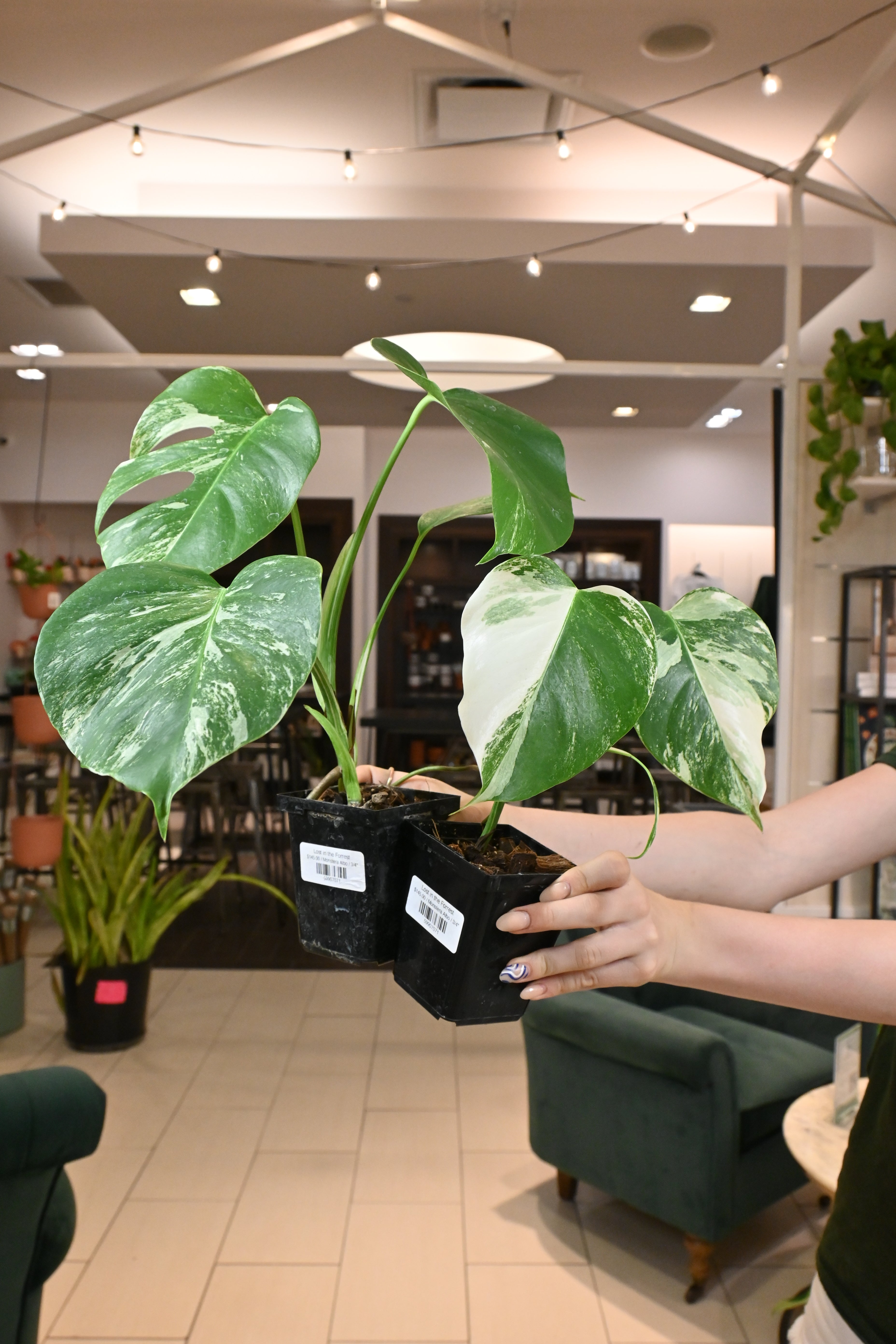 Monstera Albo – Lost in the Forrest