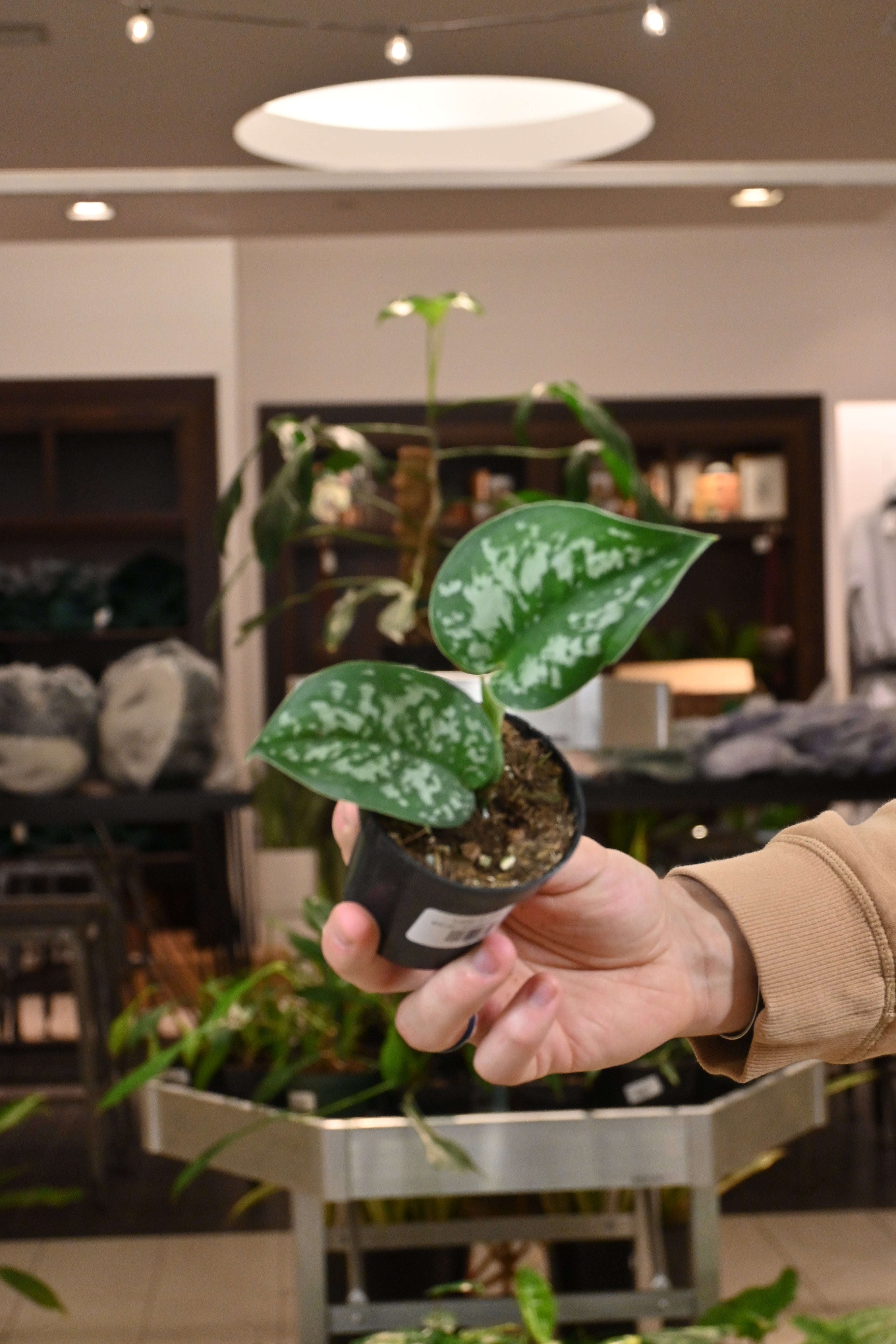 Scindapsus Green Army – Lost in the Forrest