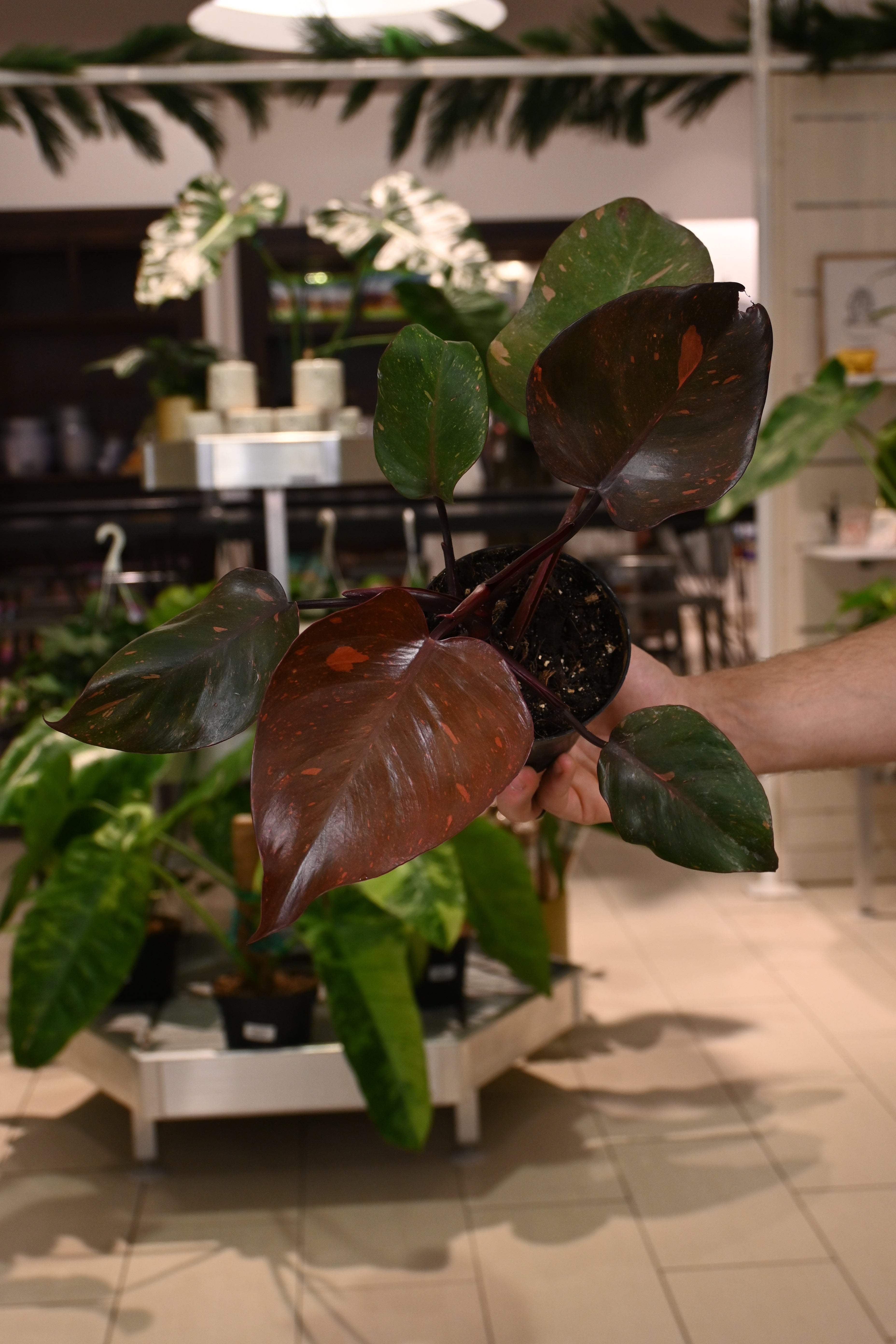 Philodendron Orange Princess – Lost in the Forrest