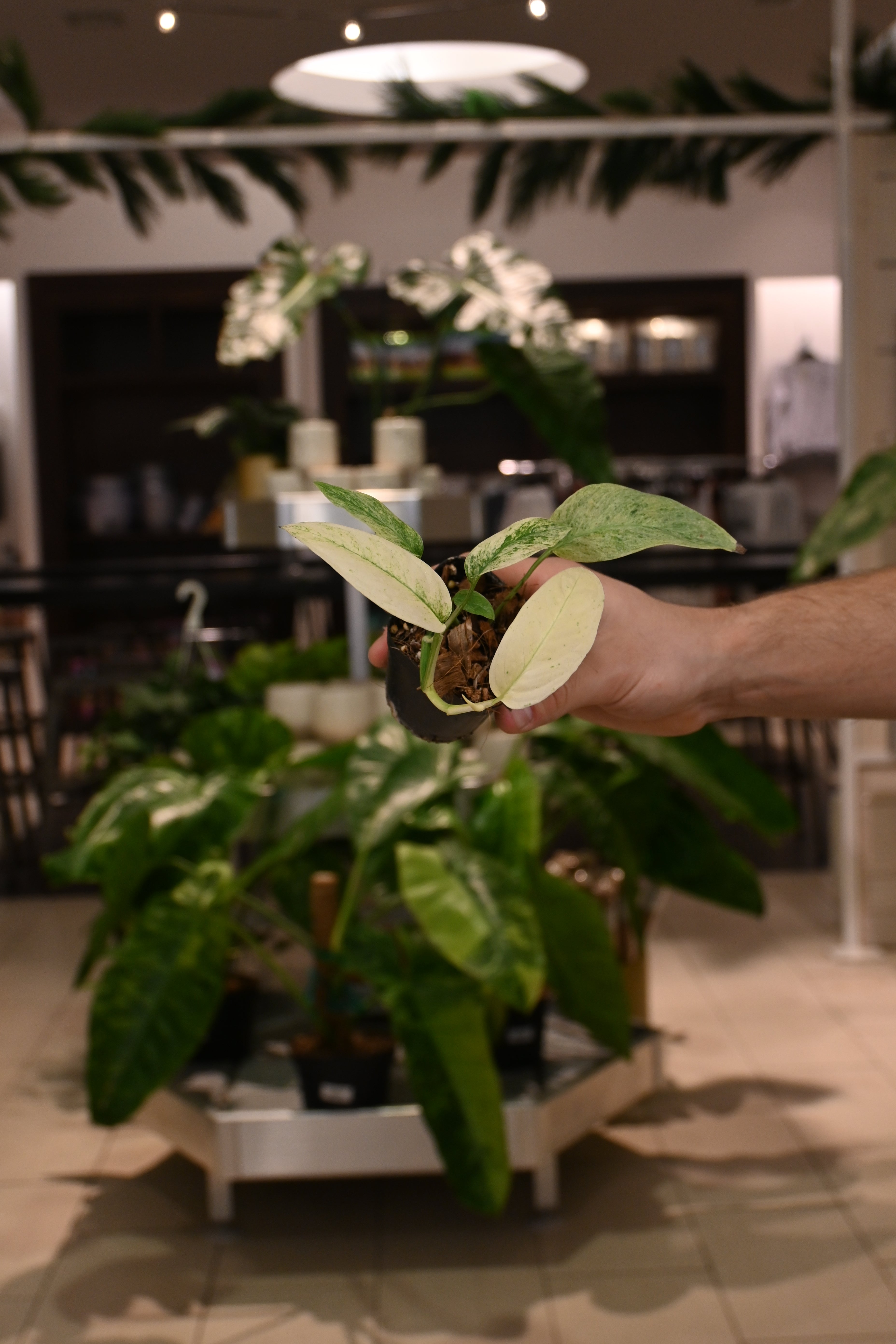 Monstera Laniata Mint – Lost in the Forrest