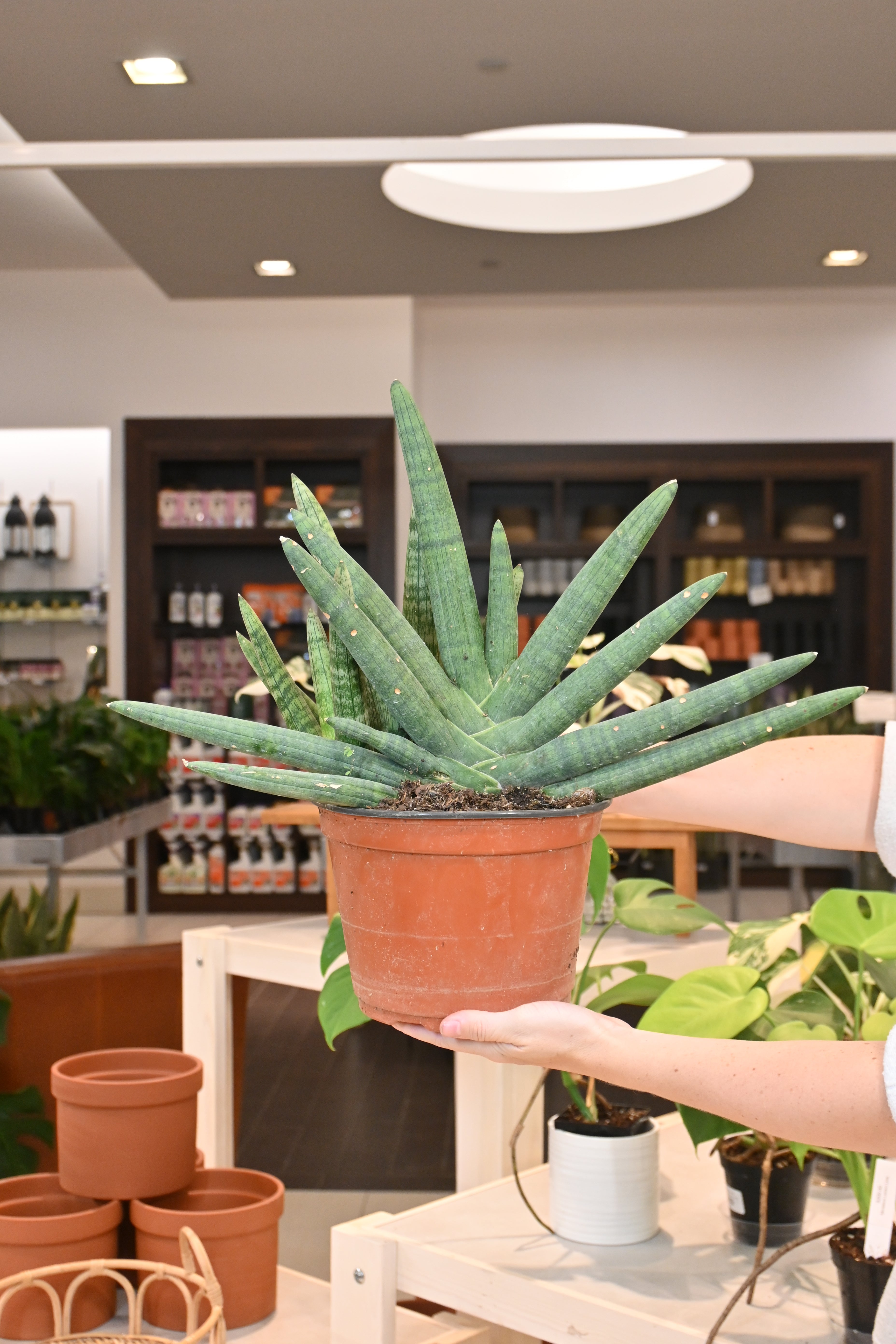 Sansevieria Boncel – Lost in the Forrest