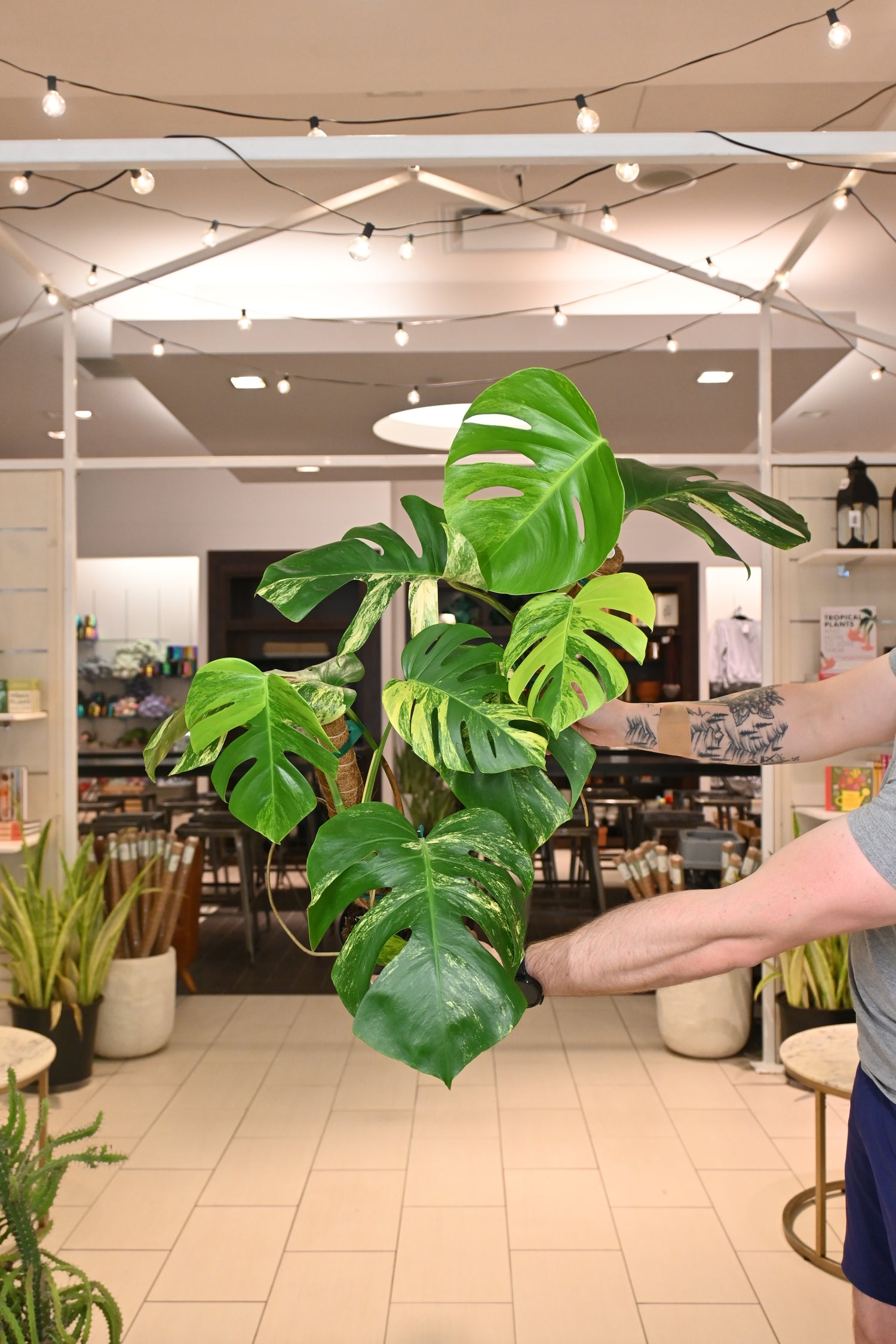 Monstera Aurea – Lost in the Forrest