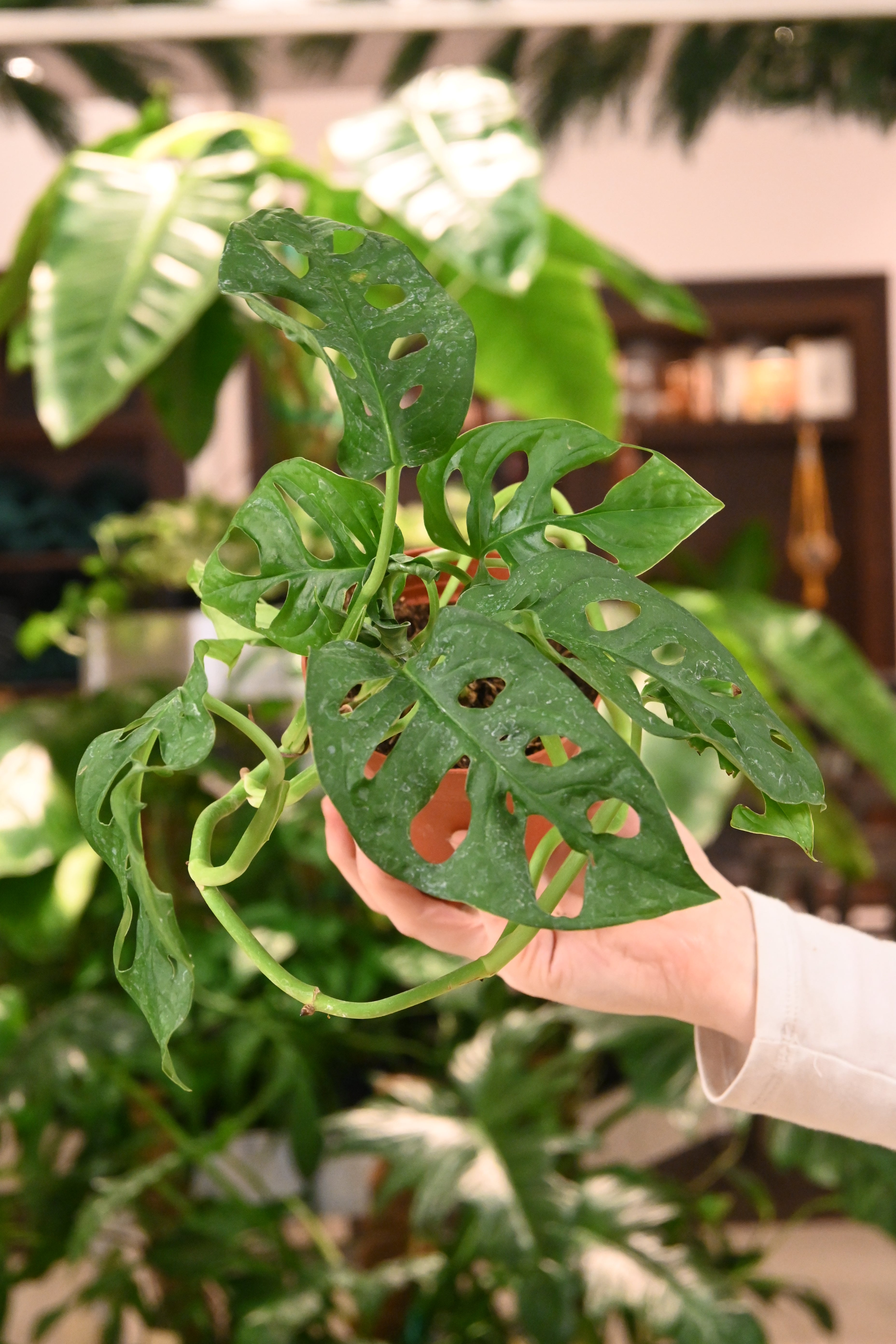 Monstera Adansonii Wide Form – Lost in the Forrest