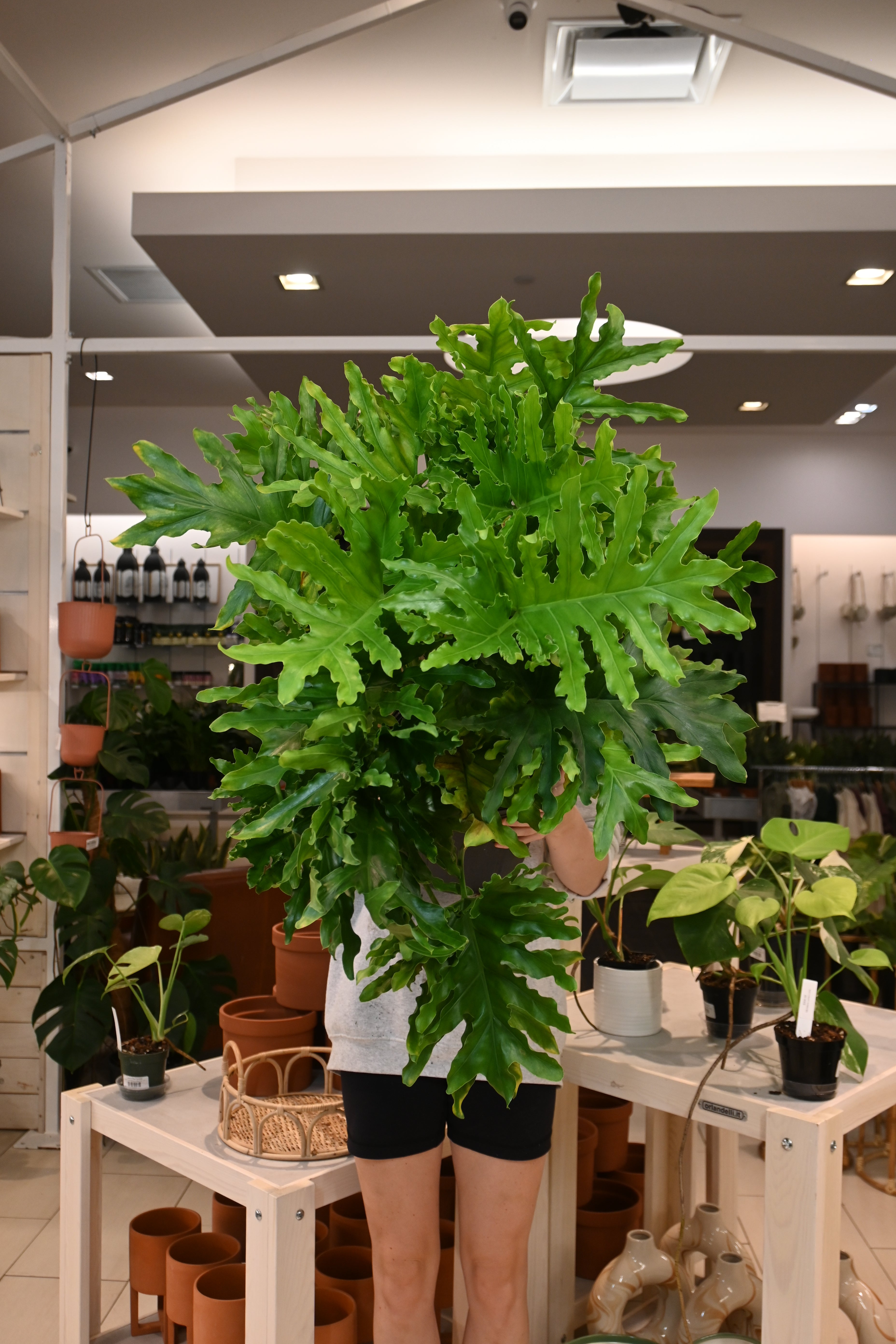 Philodendron Lickety Split – Lost in the Forrest