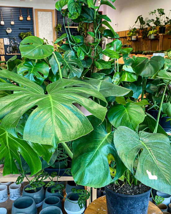 Monstera Madness: How to Sport the Difference in Variegated Monsteras ...