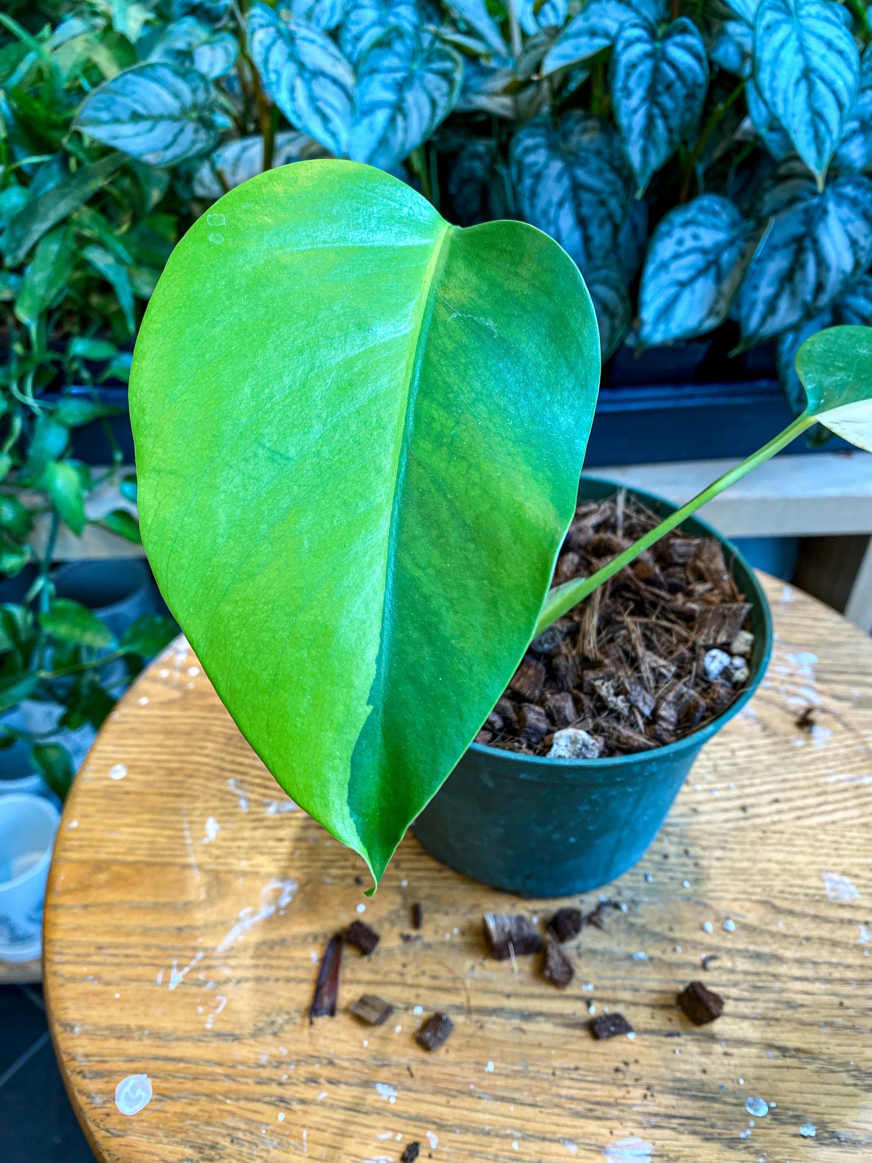Monstera Madness: How to Sport the Difference in Variegated Monsteras ...