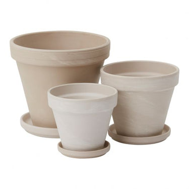 Apollo Pot – Lost in the Forrest